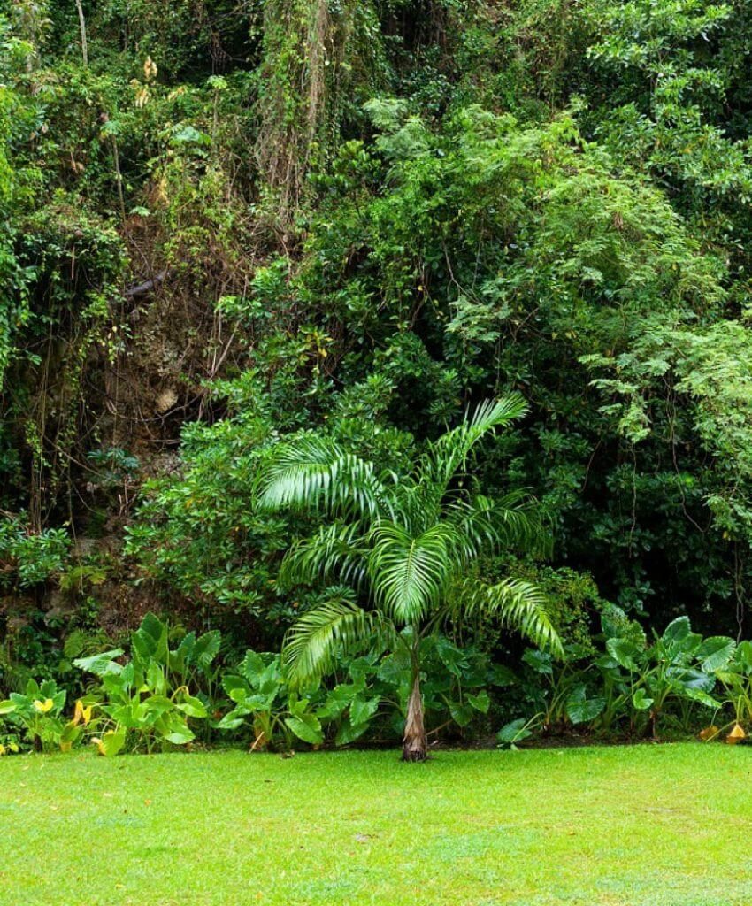 Alliance pour la Préservation des Forêts - Lutte contre la Déforestation